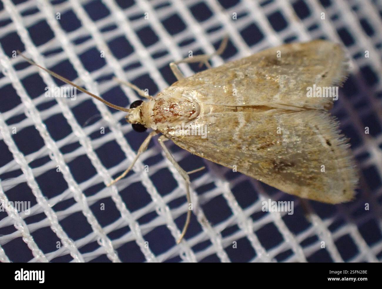 Old World Webworm (Hellula undalis), Insecta, São Vicente, Cape Verde ...