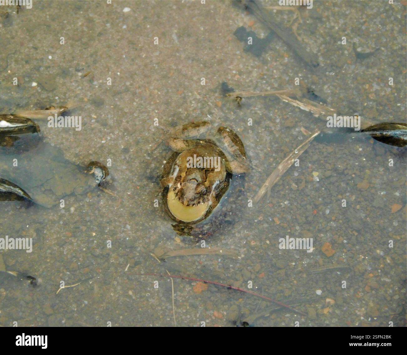 Hensel's Swamp Frog (Pseudopaludicola falcipes), Amphibia, Franquia ...