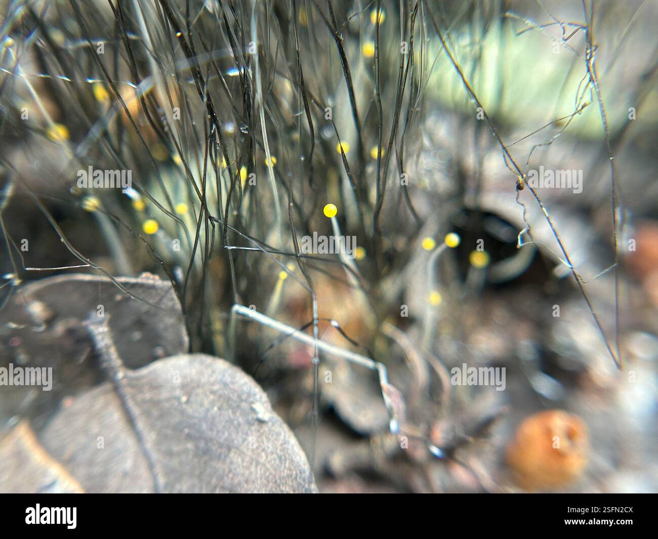 (Phycomyces), Fungi, Morro Dunes Ecological Reserve, Los Osos, CA, US ...