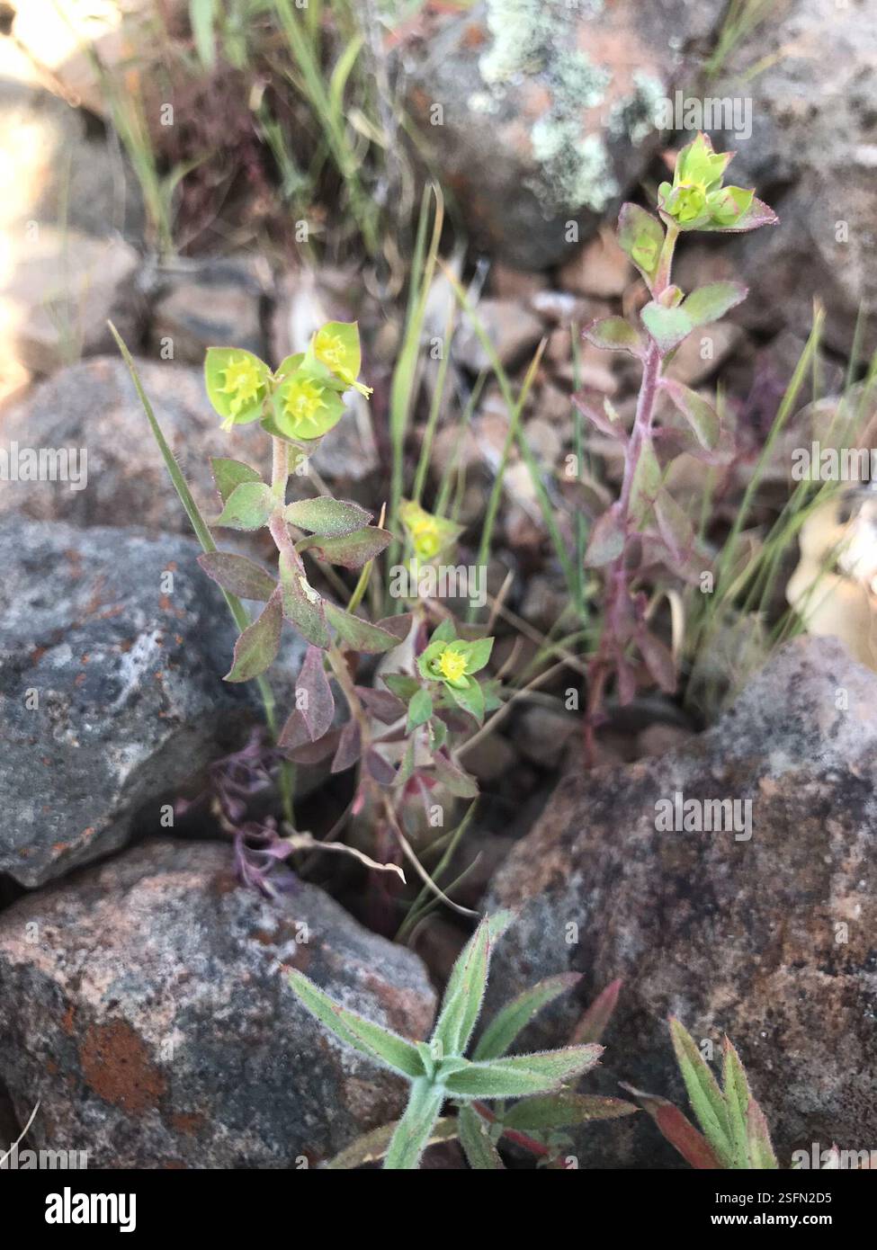 Chinese caps (Euphorbia crenulata), Plantae, Swartz Canyon, Napa ...