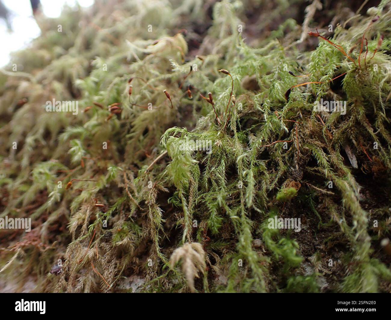 Cat's Tail Moss (Pseudisothecium stoloniferum), Plantae, Pacific Rim ...