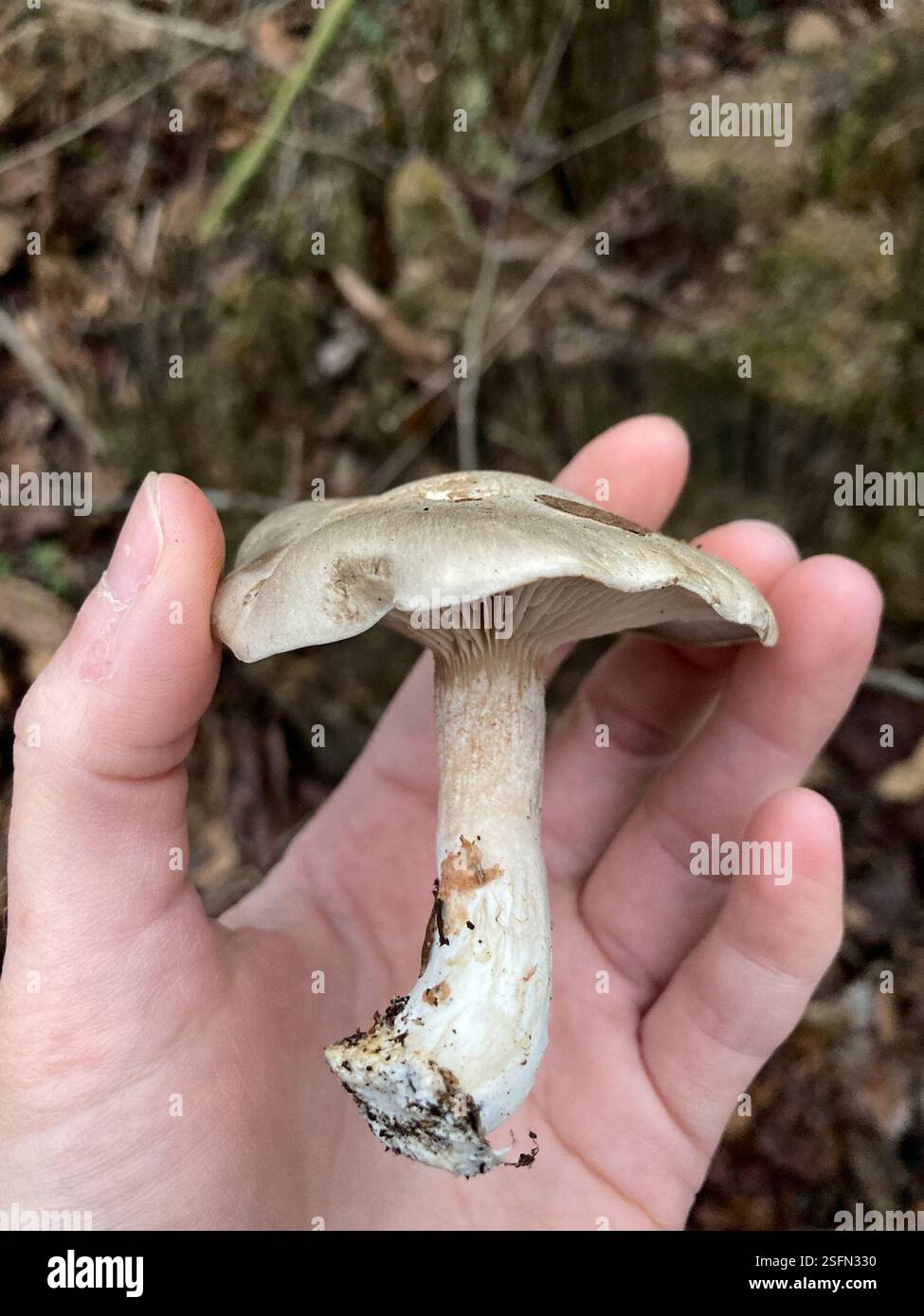 Aborted entoloma (Entoloma abortivum), Fungi, Tallahassee, FL, US Stock ...