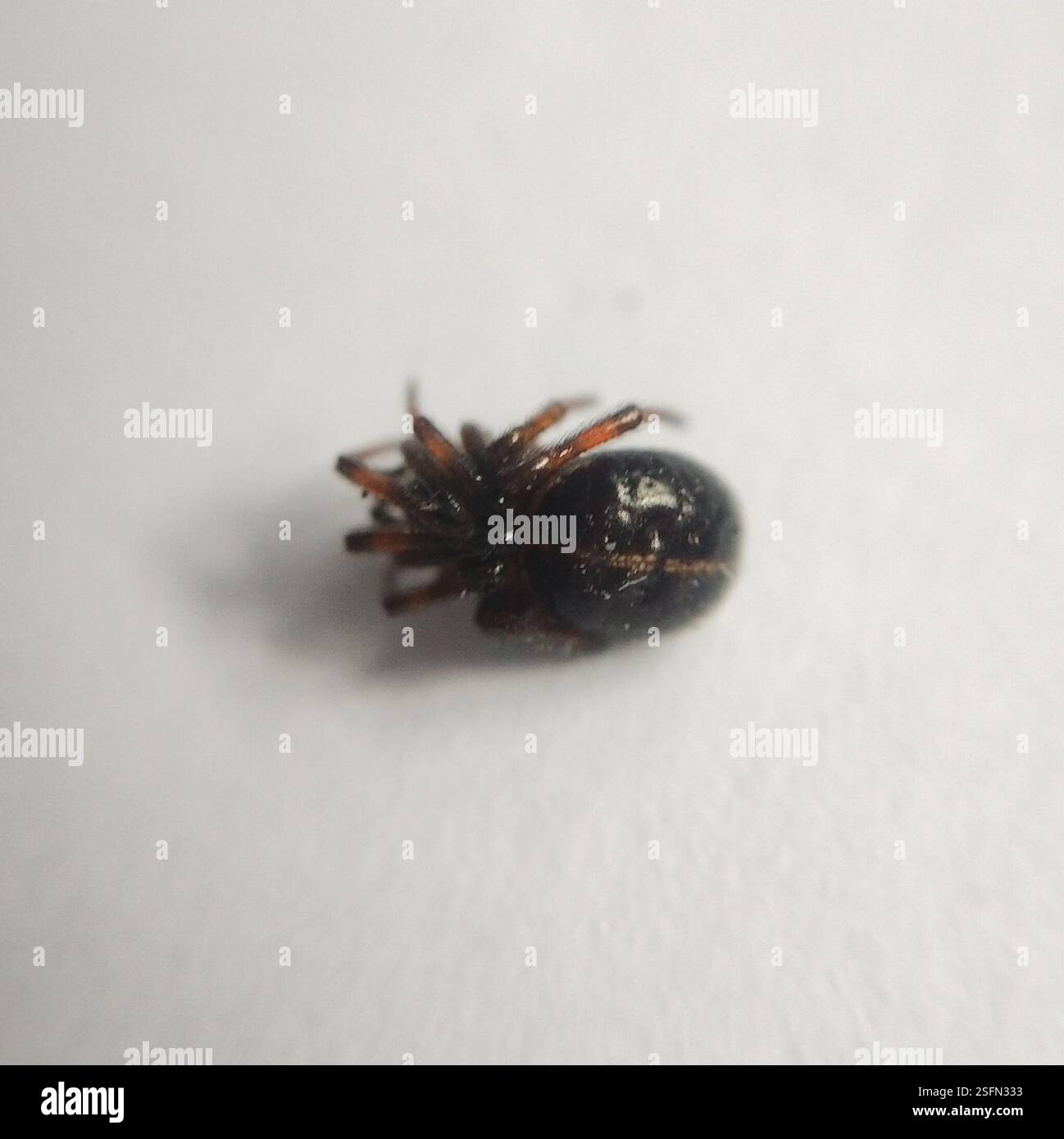 Rabbit Hutch Spider (Steatoda bipunctata), Arachnida, 1137 Pancharevo ...