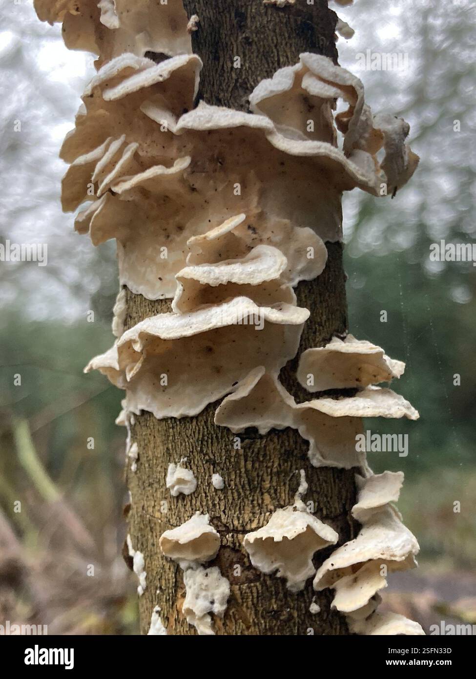 (Trametes pubescens), Fungi, Sheen Common Dr, Richmond, England, GB ...