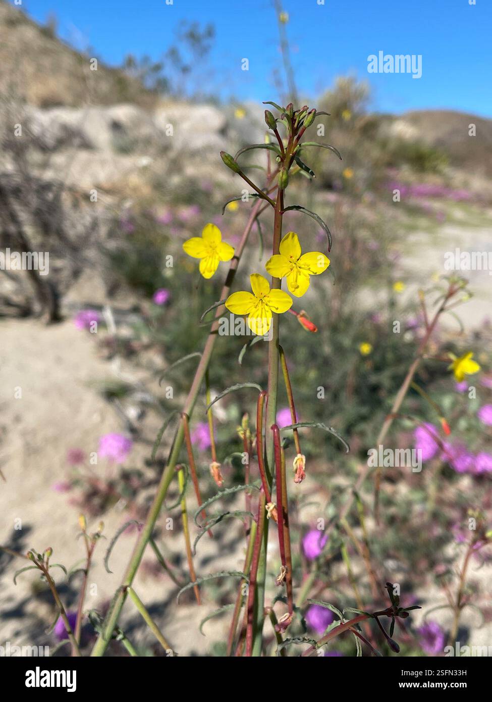 California primrose (Eulobus californicus), Plantae, Anza-Borrego ...