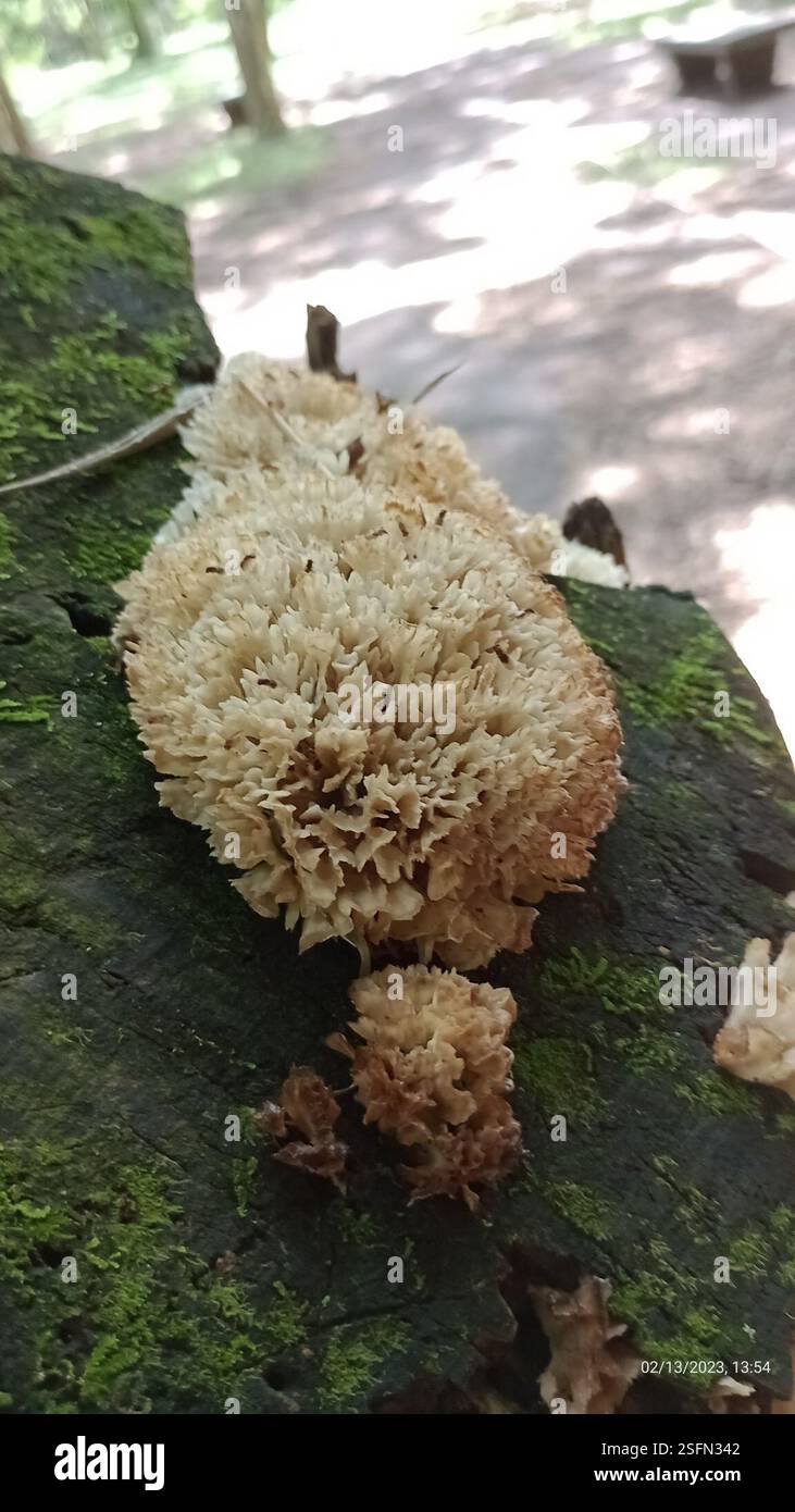 poretooth rosette (Irpex rosettiformis), Fungi, Moema, São Paulo - SP ...