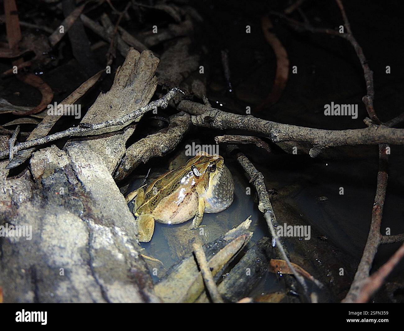 Common Eastern Froglet (Crinia signifera), Amphibia, Hobart TAS ...