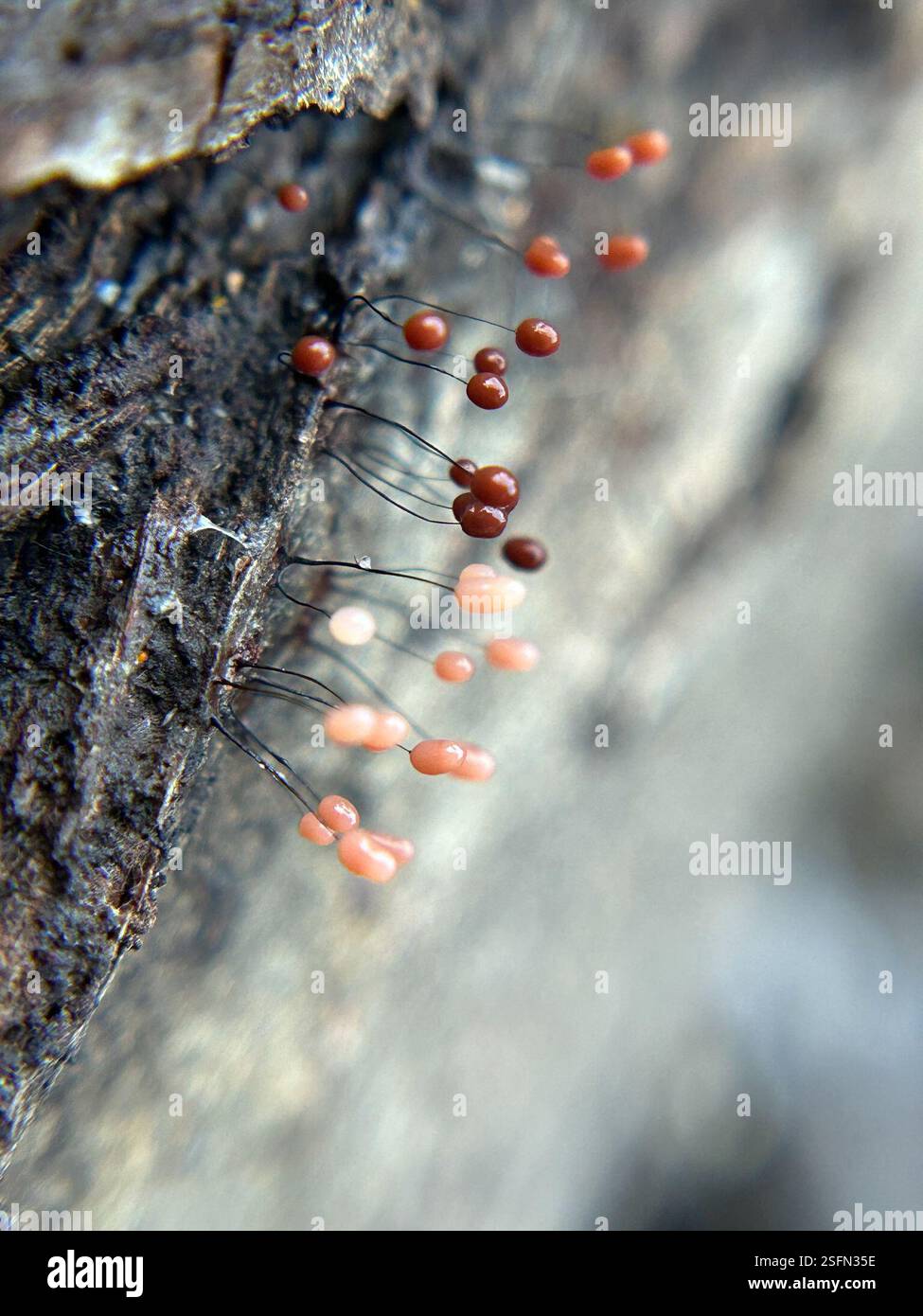 (Comatricha nigra), Protozoa, Los Osos, CA, US Stock Photo - Alamy