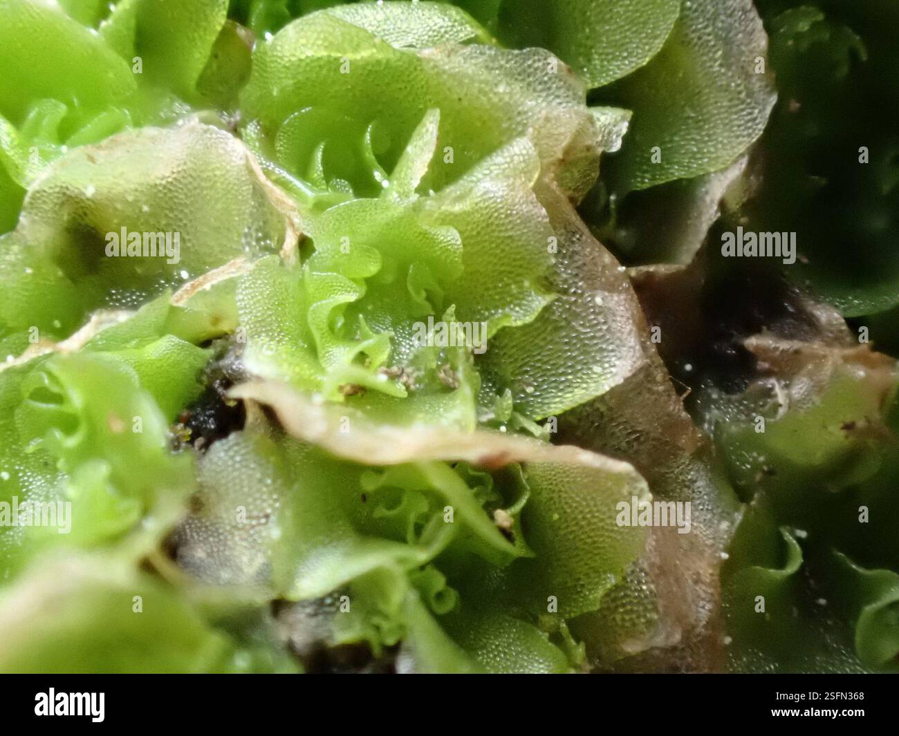 liverworts (Marchantiophyta), Plantae, Santo Antão, Cape Verde, CV ...