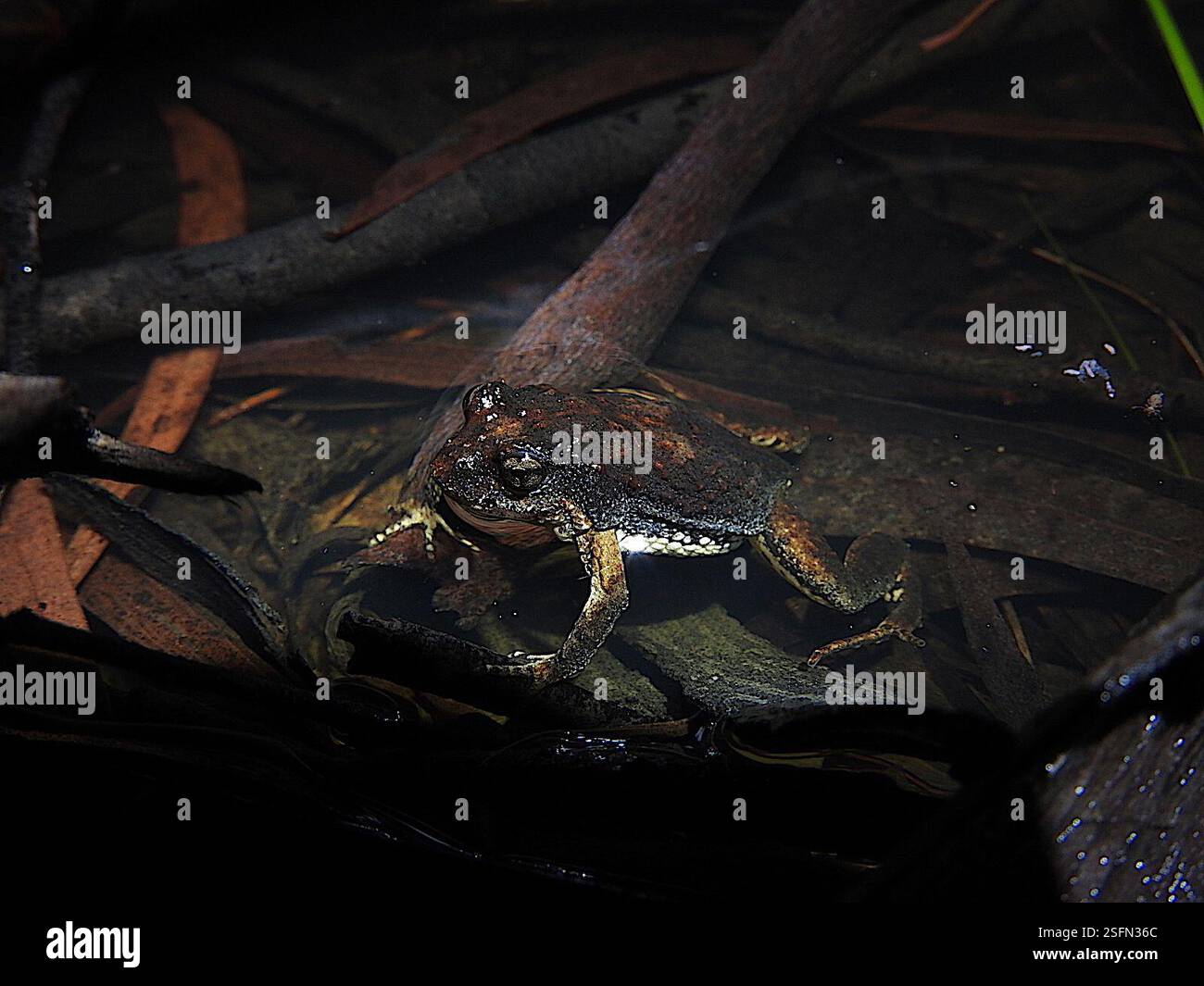Common Eastern Froglet (Crinia signifera), Amphibia, Hobart TAS ...