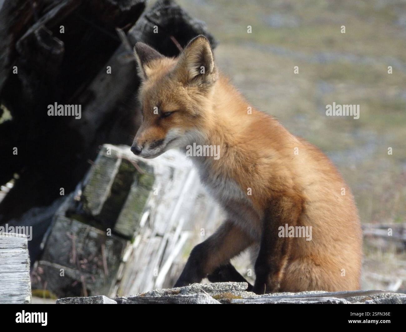 Red Fox (Vulpes vulpes), Mammalia, Провиденский р-н, Чукотский ...