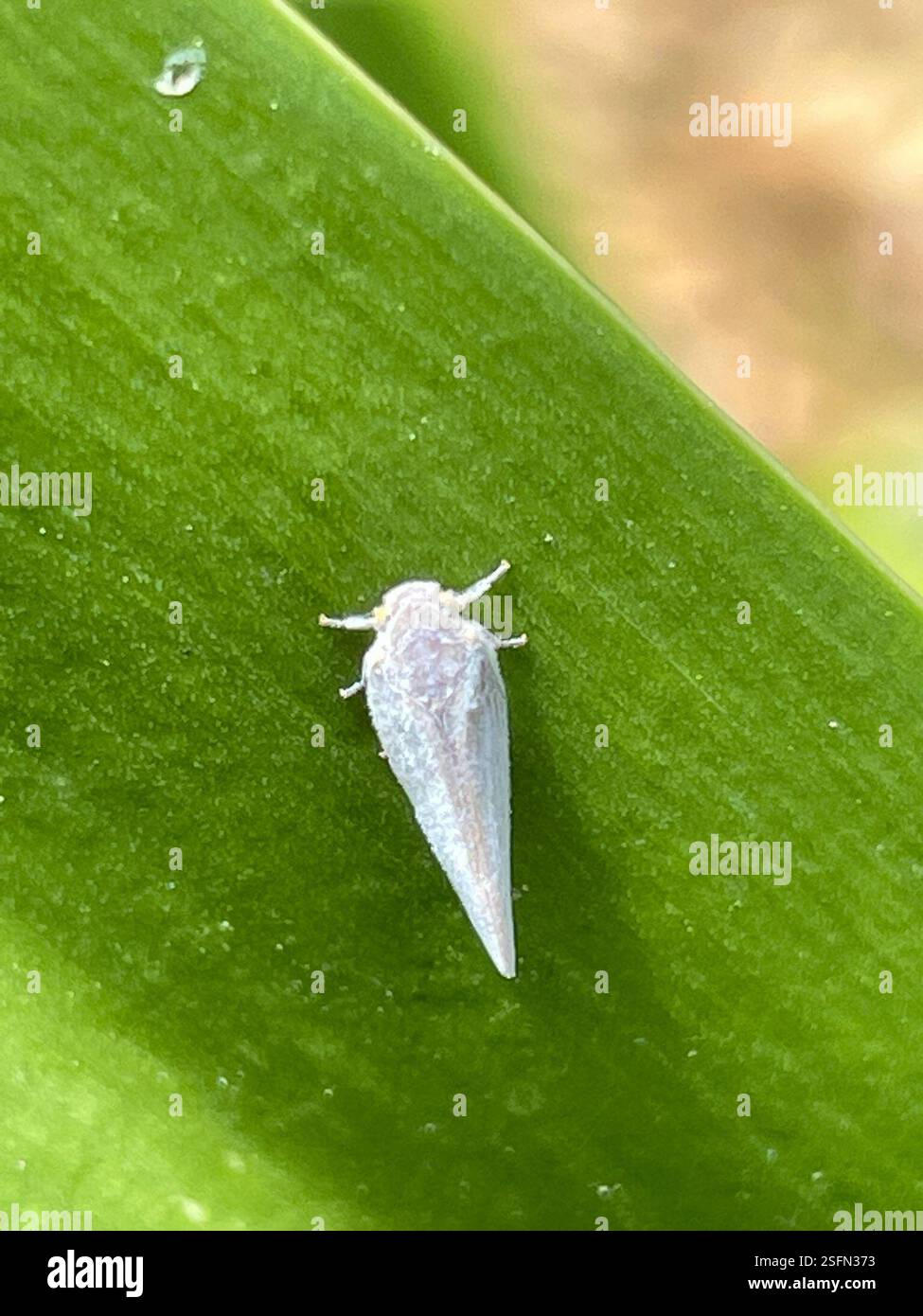 Grey planthopper (Anzora unicolor), Insecta Stock Photo - Alamy