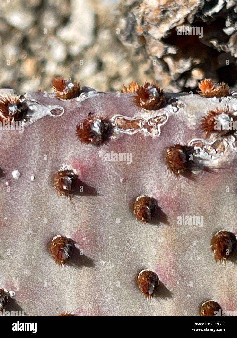 beavertail cactus (Opuntia basilaris basilaris), Plantae, Anza-Borrego ...