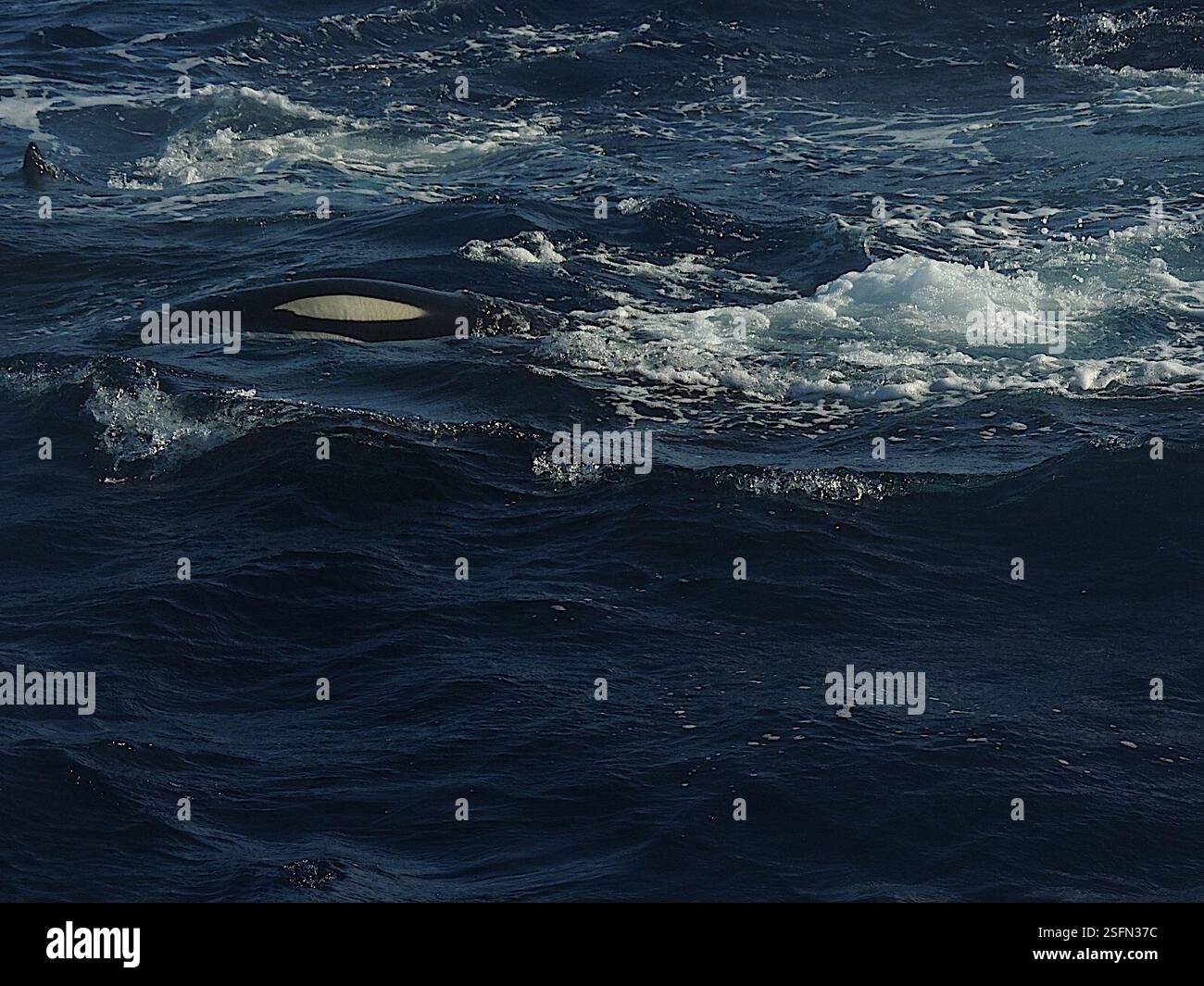 Orca (Orcinus orca), Mammalia, Bremer Bay WA 6338, Australia Stock ...