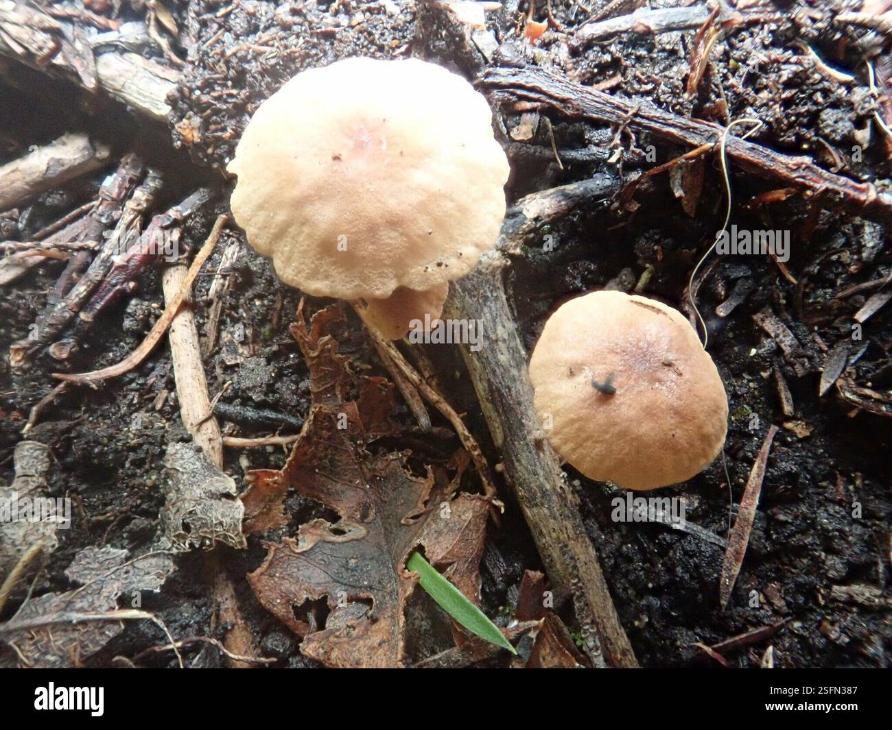 (Omphalotaceae), Fungi, Auckland, Waitemata Harbour, Kauri Point ...
