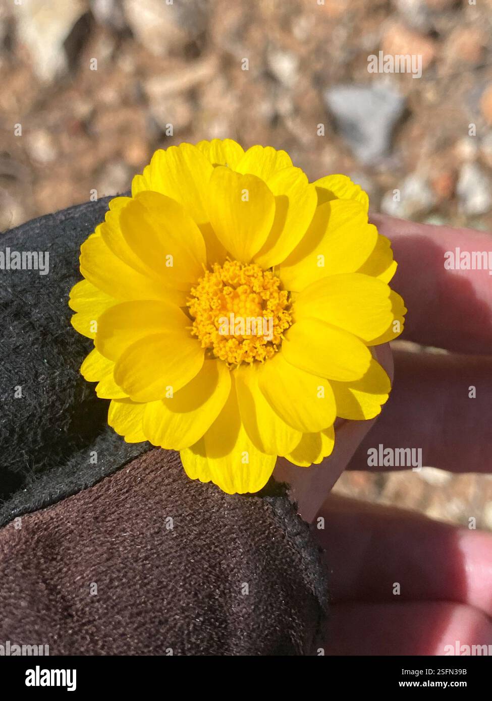 Desert Marigold (Baileya multiradiata), Plantae, W Old Highway 91 ...