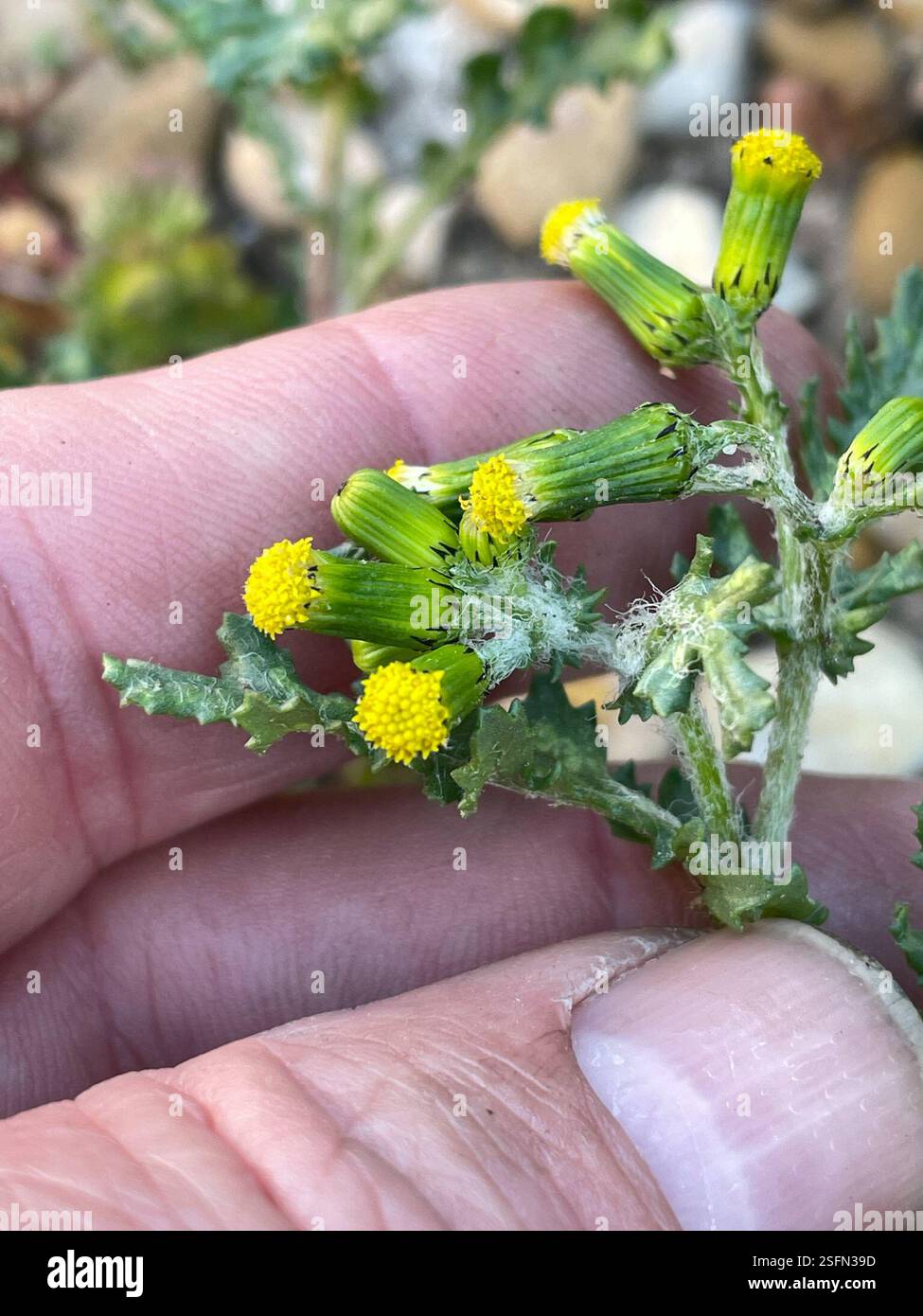 common groundsel (Senecio vulgaris), Plantae, Lake Rd, Belton, TX, US ...