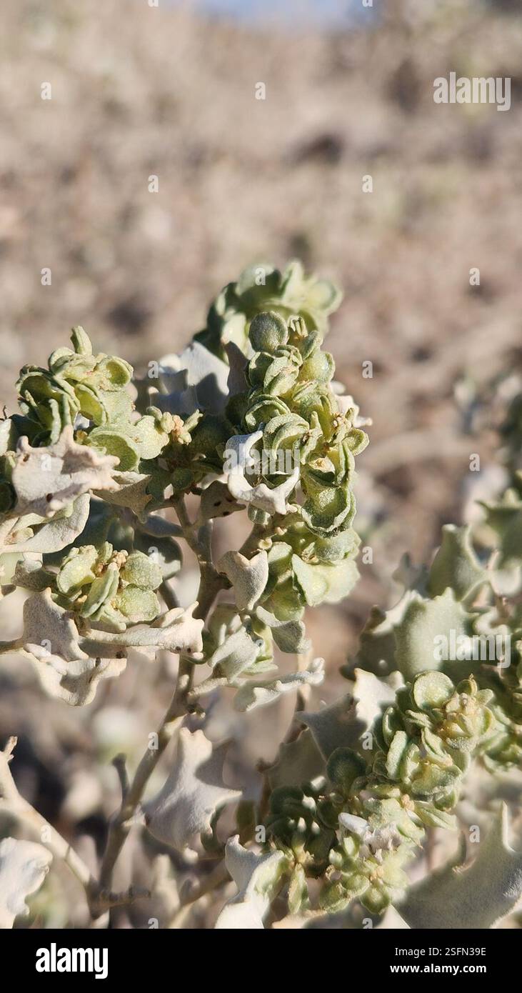 Desert Holly (Atriplex hymenelytra), Plantae, Indio, CA 92203, USA ...
