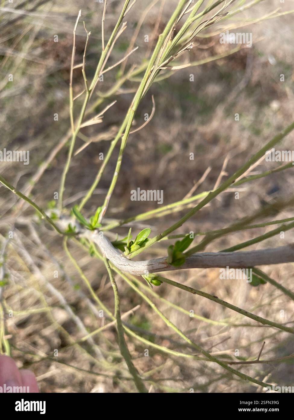 Poverty Weed (Baccharis neglecta), Plantae, Synergy Park Blvd ...
