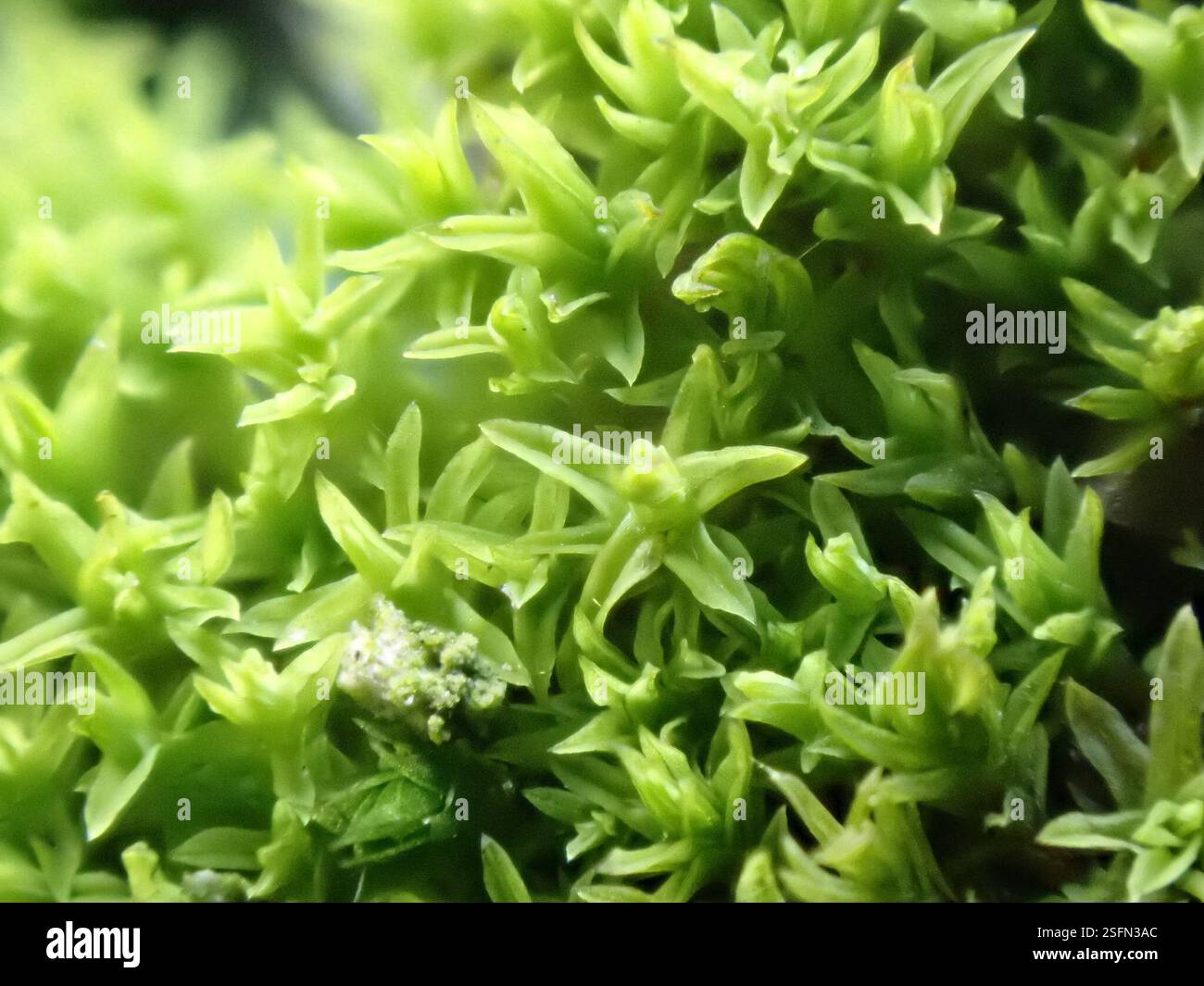 Bird's-Claw Beard-Moss (Barbula unguiculata), Plantae, Graafland, Groot ...