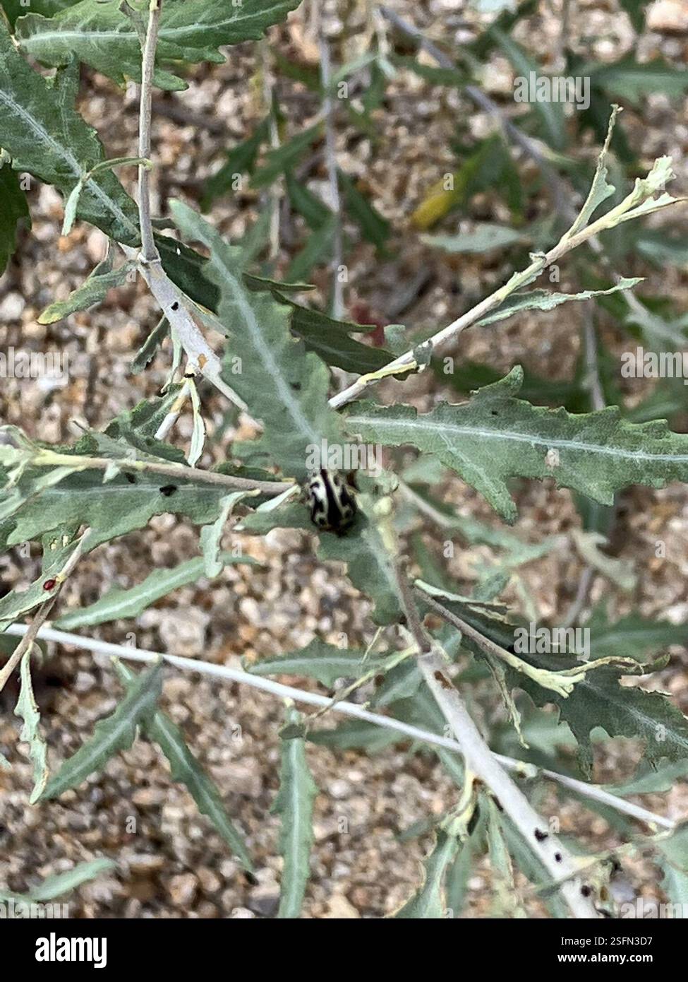 Ambrosia Leaf Beetle (Calligrapha tortuosa), Insecta, Mojave National ...