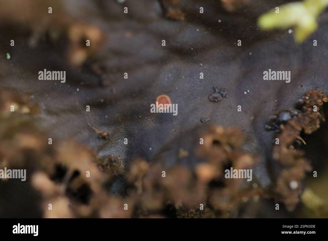 scaly pelt lichen (Peltigera praetextata), Fungi, Lane County, OR, USA ...