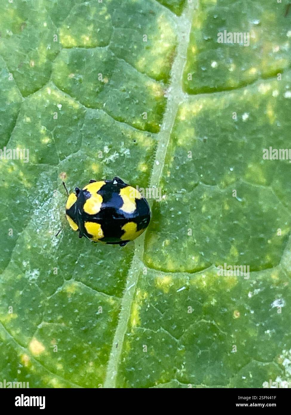 Fungus-eating ladybird (Illeis galbula), Insecta, Melbourne VIC ...