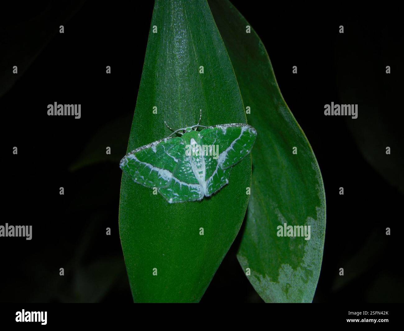 Lacy Emerald (Eucyclodes insperata), Insecta, Hobart TAS, Australia ...