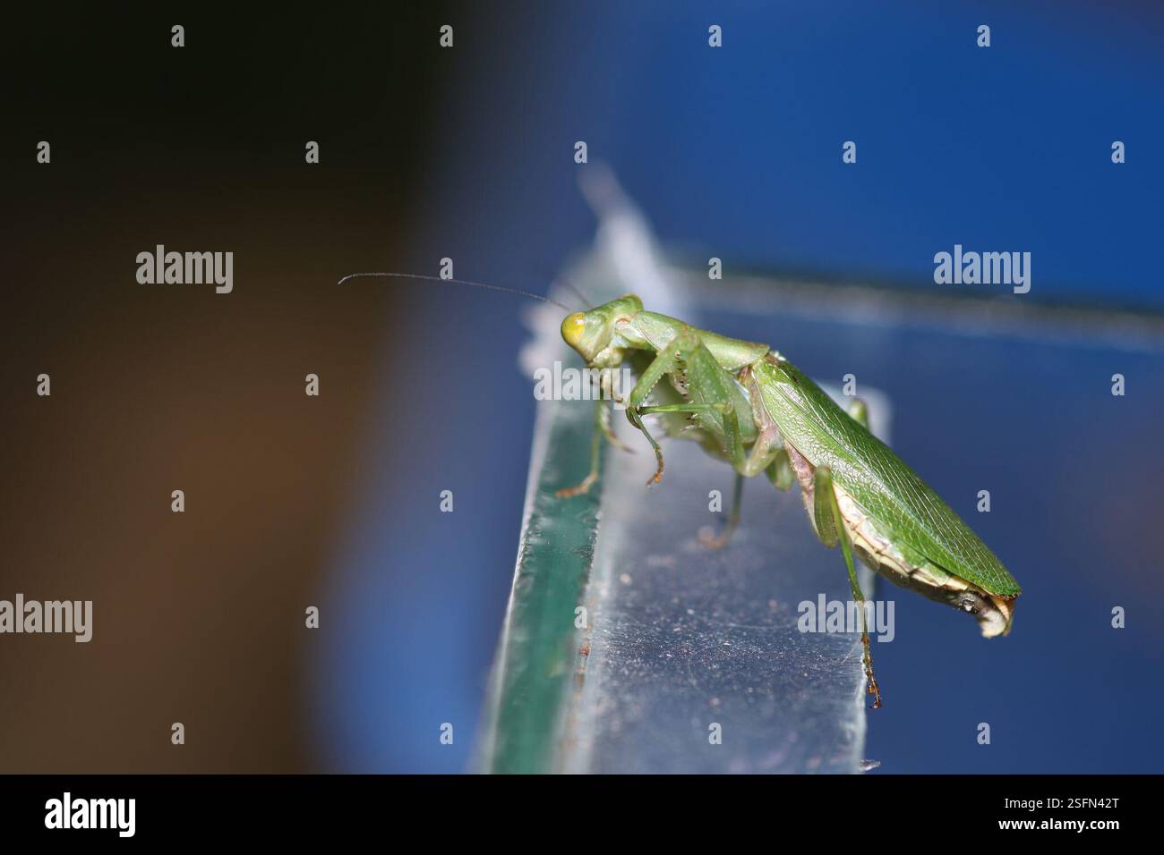 (Acontista concinna), Insecta, Araçariguama, SP, 18147-000, Brasil ...