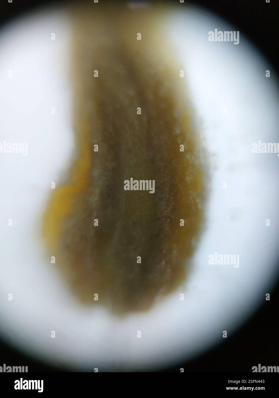 creeping false-holly (Jaltomata procumbens), Plantae, La Pitaya, 91612 ...