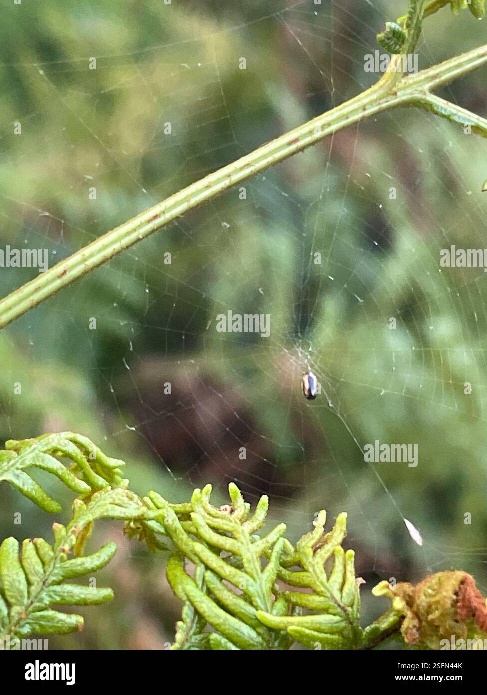 Orbweavers and Allies (Araneoidea), Arachnida, Melbourne VIC, Australia Stock Photo - Alamy