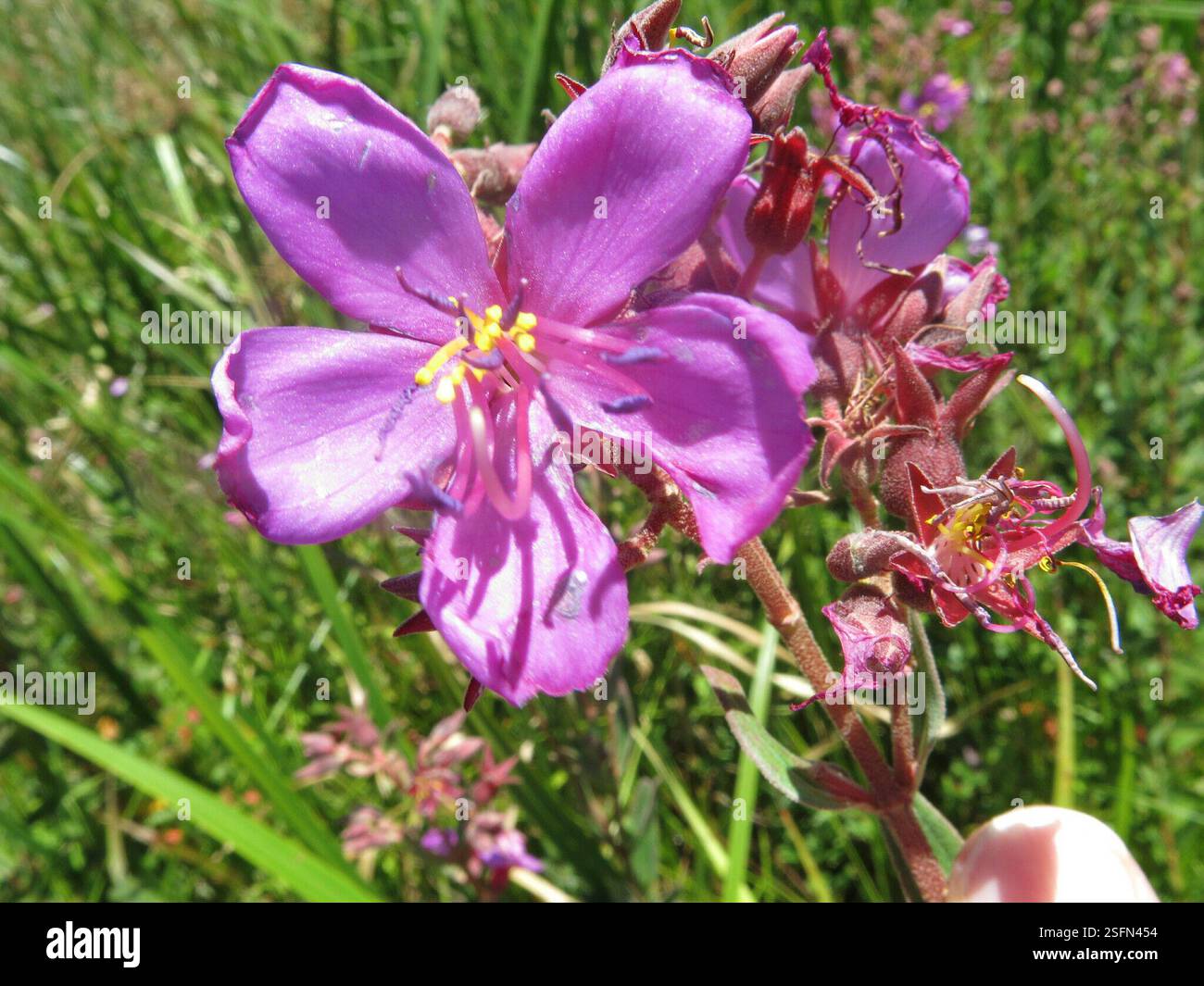 Marsh Dissotis (Argyrella canescens), Plantae, uMgungundlovu District ...