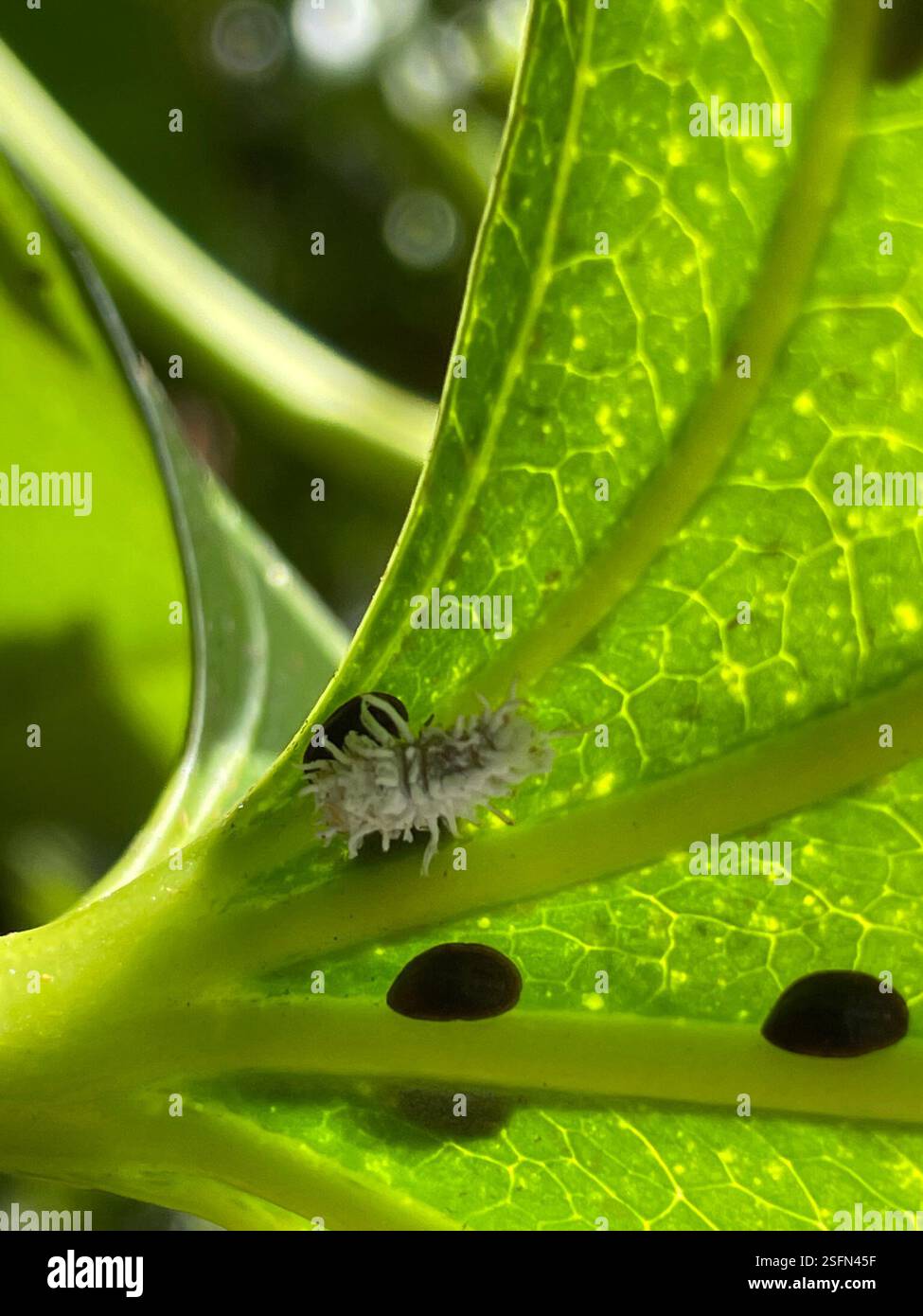 Mealybug Destroyer (Cryptolaemus montrouzieri), Insecta, Melbourne VIC ...