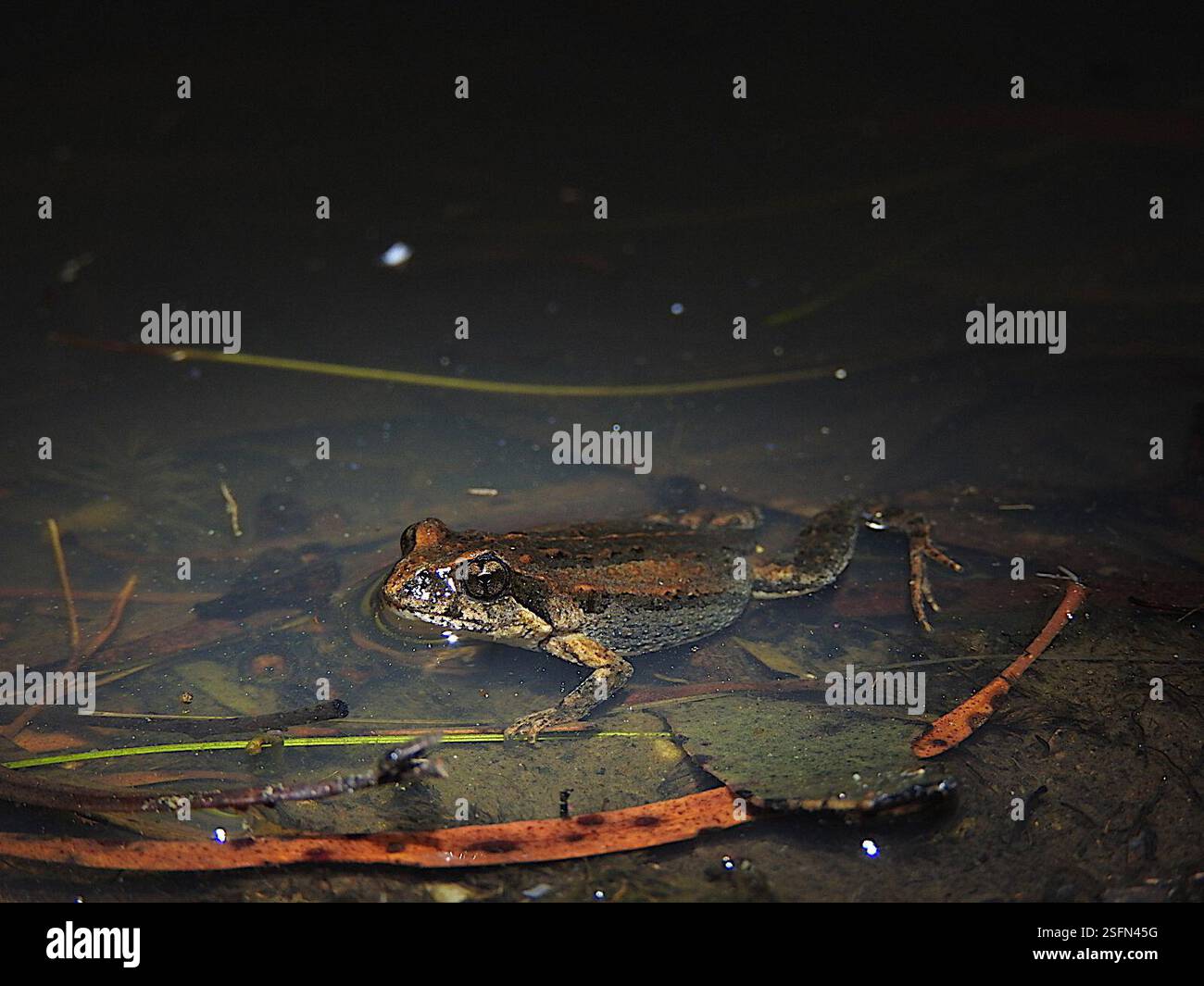 Common Eastern Froglet (Crinia signifera), Amphibia, Hobart TAS ...