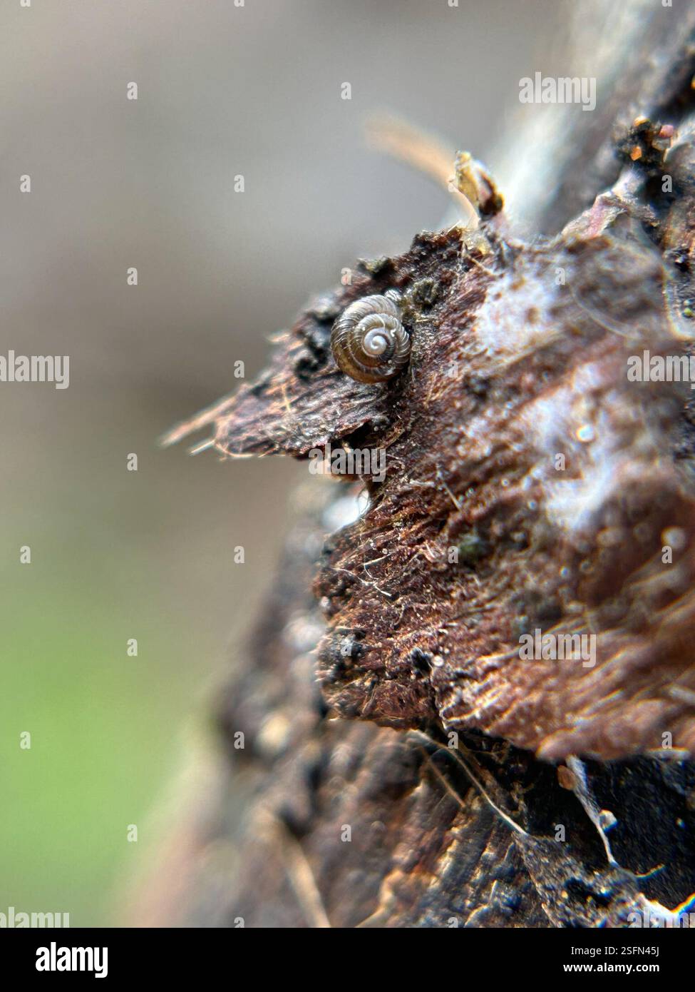 Pinhead Spot Snail (Paralaoma servilis), Mollusca, Montaña de Oro State ...