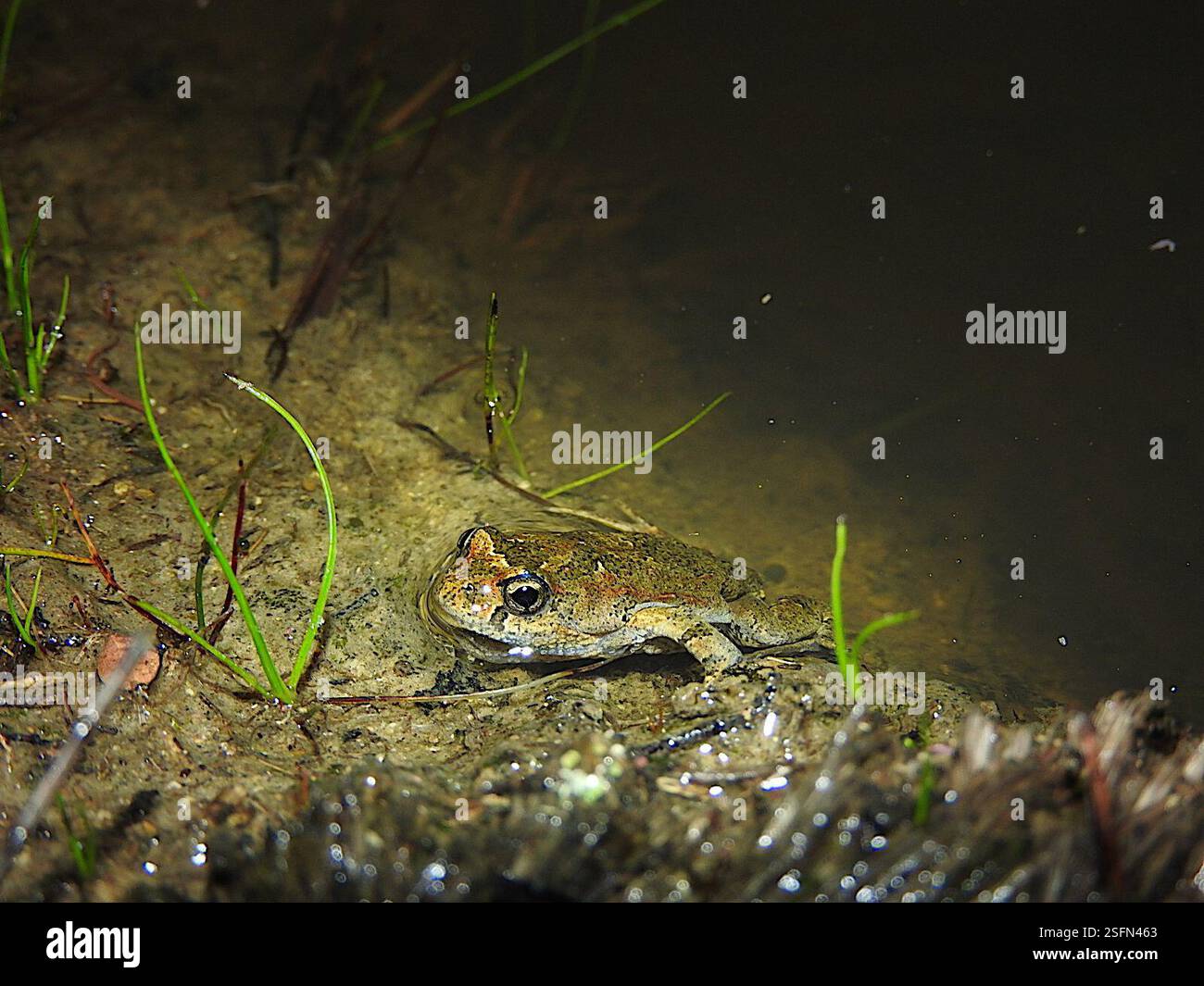 Common Eastern Froglet (Crinia signifera), Amphibia, Hobart TAS ...