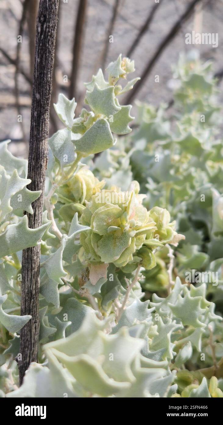 Desert Holly (Atriplex hymenelytra), Plantae, Riverside County, US-CA ...