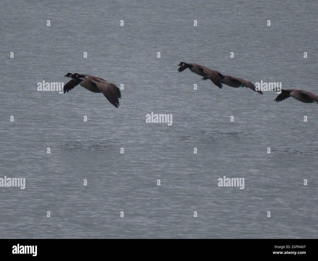 Canada Goose (Branta canadensis), Aves, Milwaukee, Wisconsin, United ...