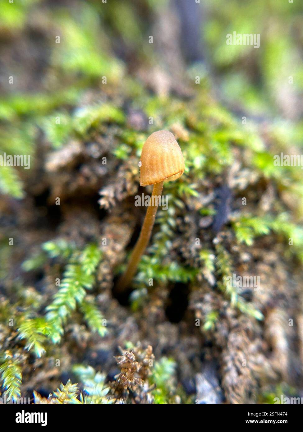 Moss Bells (Galerina), Fungi, Montaña de Oro State Park, Los Osos, CA ...