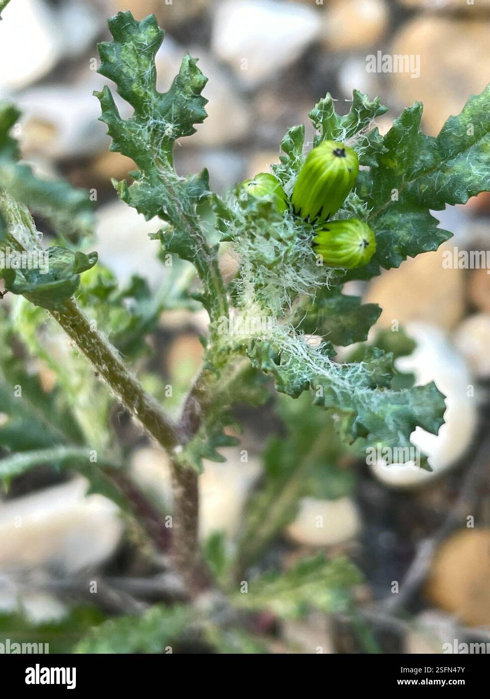 common groundsel (Senecio vulgaris), Plantae, Lake Rd, Belton, TX, US ...