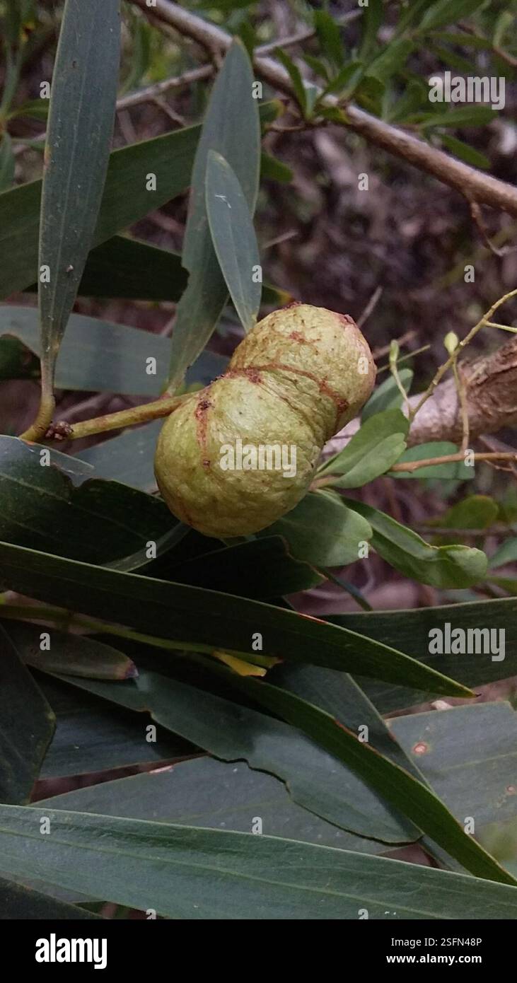 Longleaf Wattle Gall Wasp (Trichilogaster acaciaelongifoliae), Insecta ...