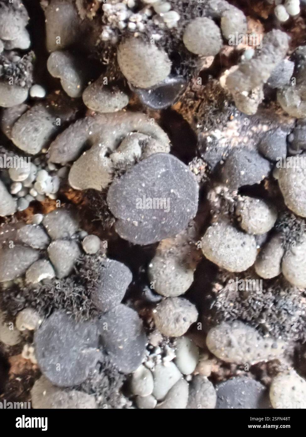 bushy lichens, sea-fog lichens, and allies (Ramalinaceae), Fungi, Santo ...