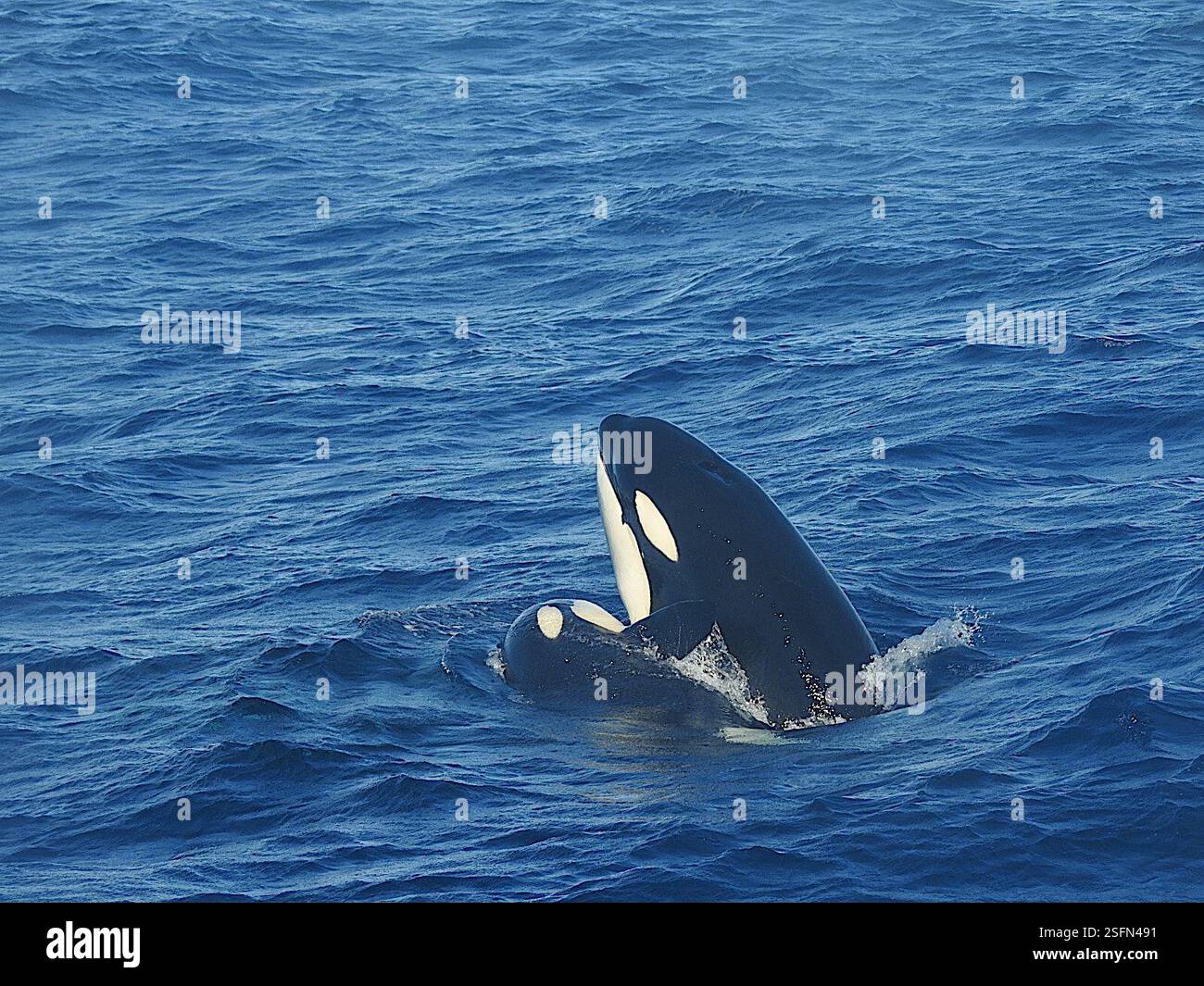 Orca (Orcinus orca), Mammalia, Bremer Bay WA 6338, Australia Stock ...