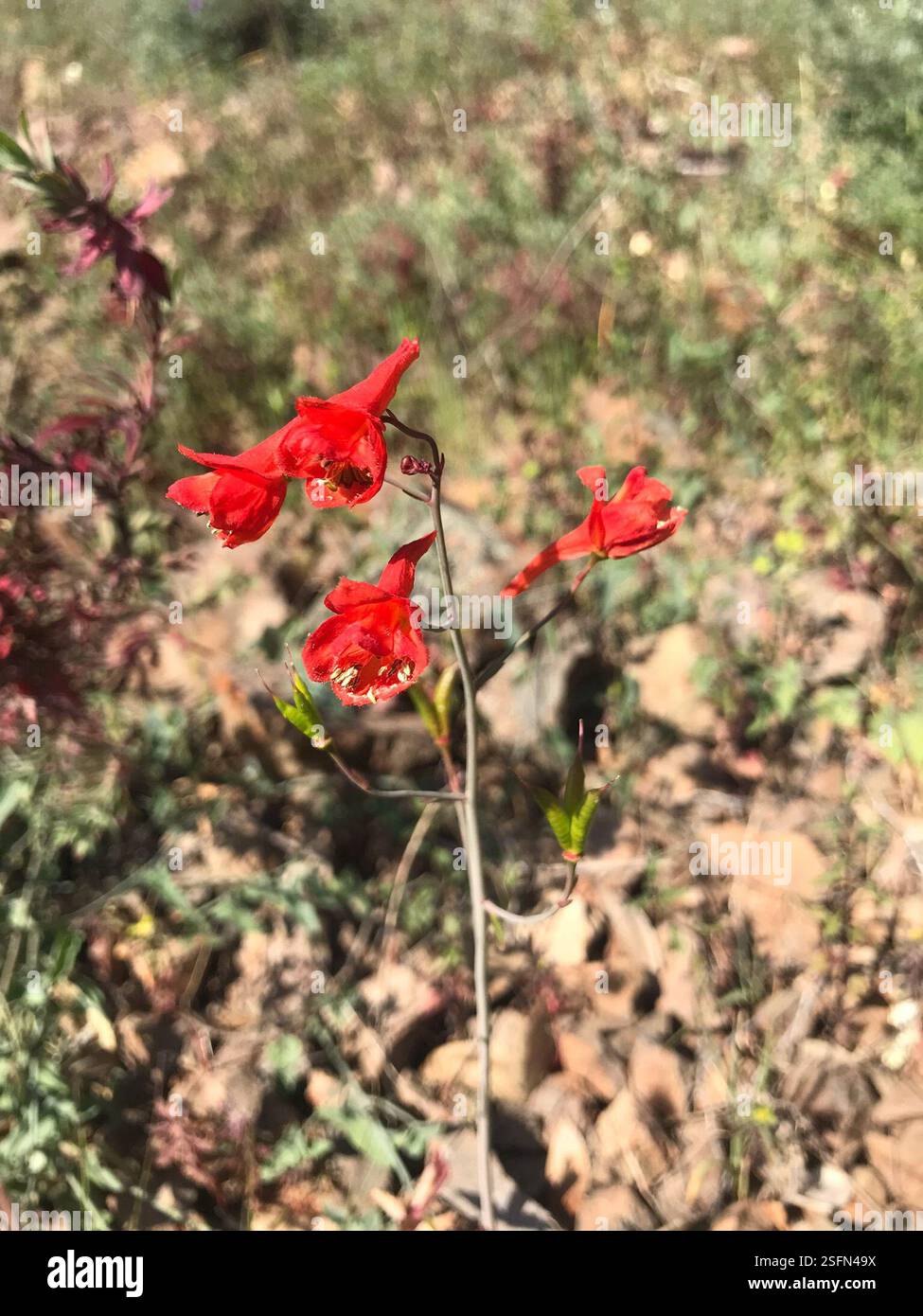 Red larkspur (Delphinium nudicaule), Plantae, Swartz Canyon, Napa ...
