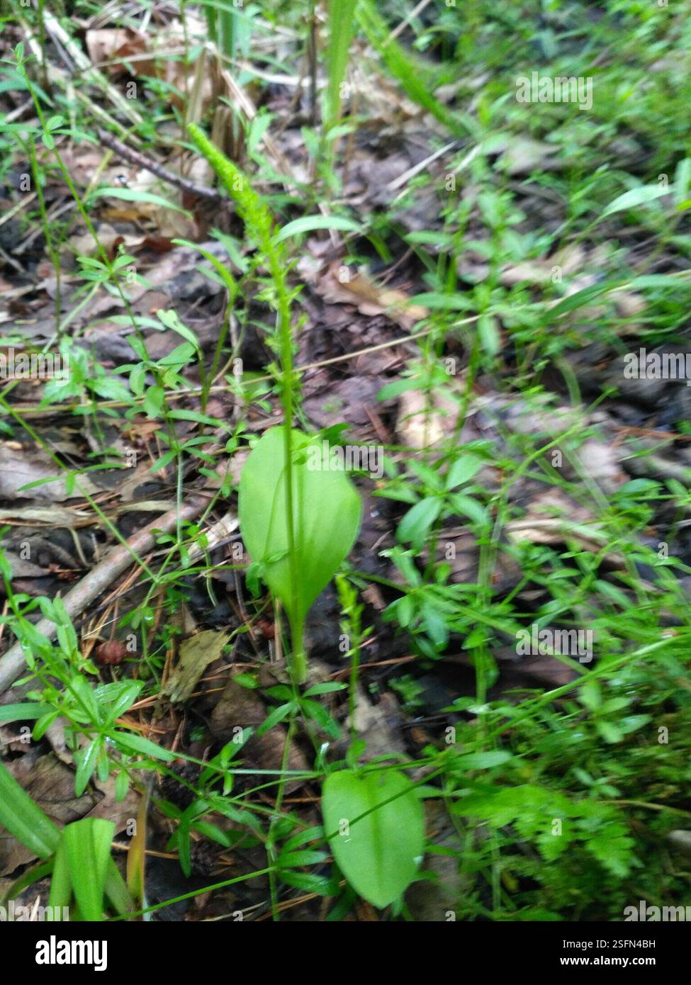 White Adder's Mouth (Malaxis monophyllos), Plantae ...