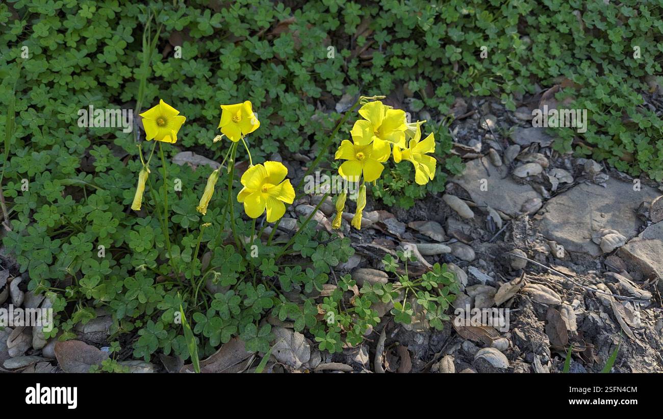 Bermuda buttercup (Oxalis pes-caprae), Plantae, Santa Monica Mountains ...