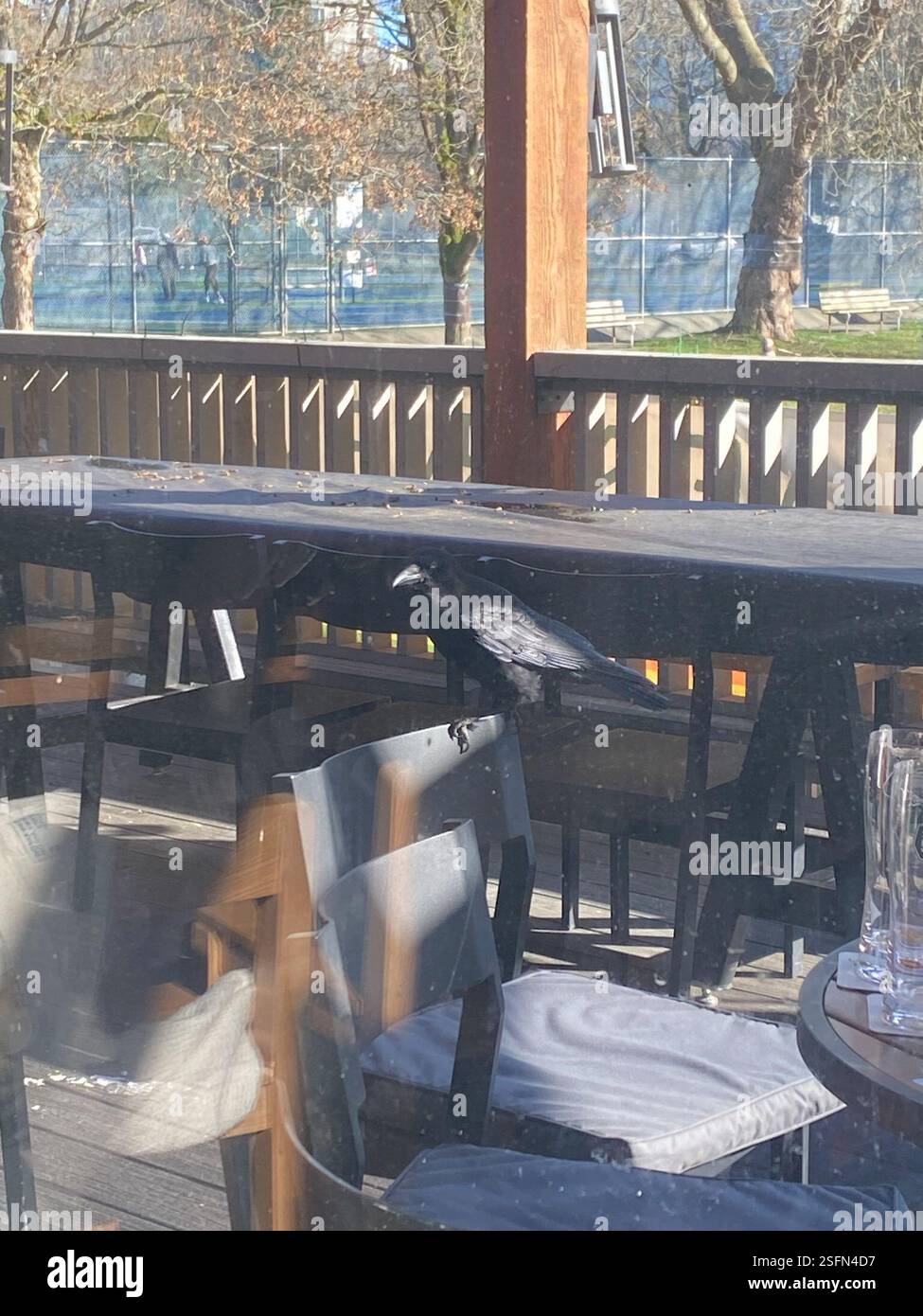 American Crow (Corvus brachyrhynchos), Aves, Camelot Rd, West Vancouver ...