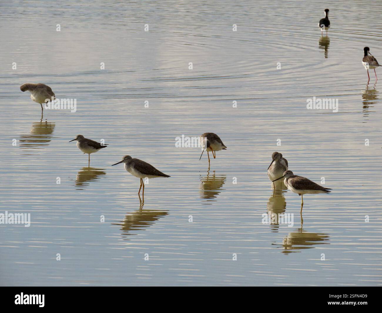 Greater Yellowlegs (Tringa melanoleuca), Aves, Ciénaga de Zapata National Park, Matanzas, CU ...