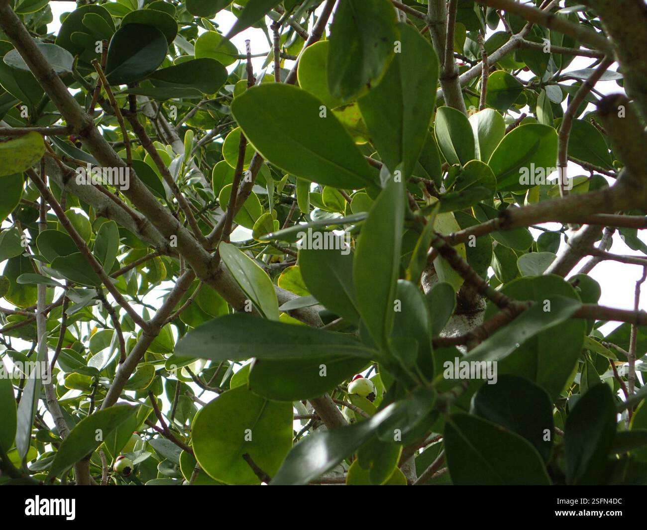 autograph tree (Clusia rosea), Plantae, Kahului, HI, USA Stock Photo ...