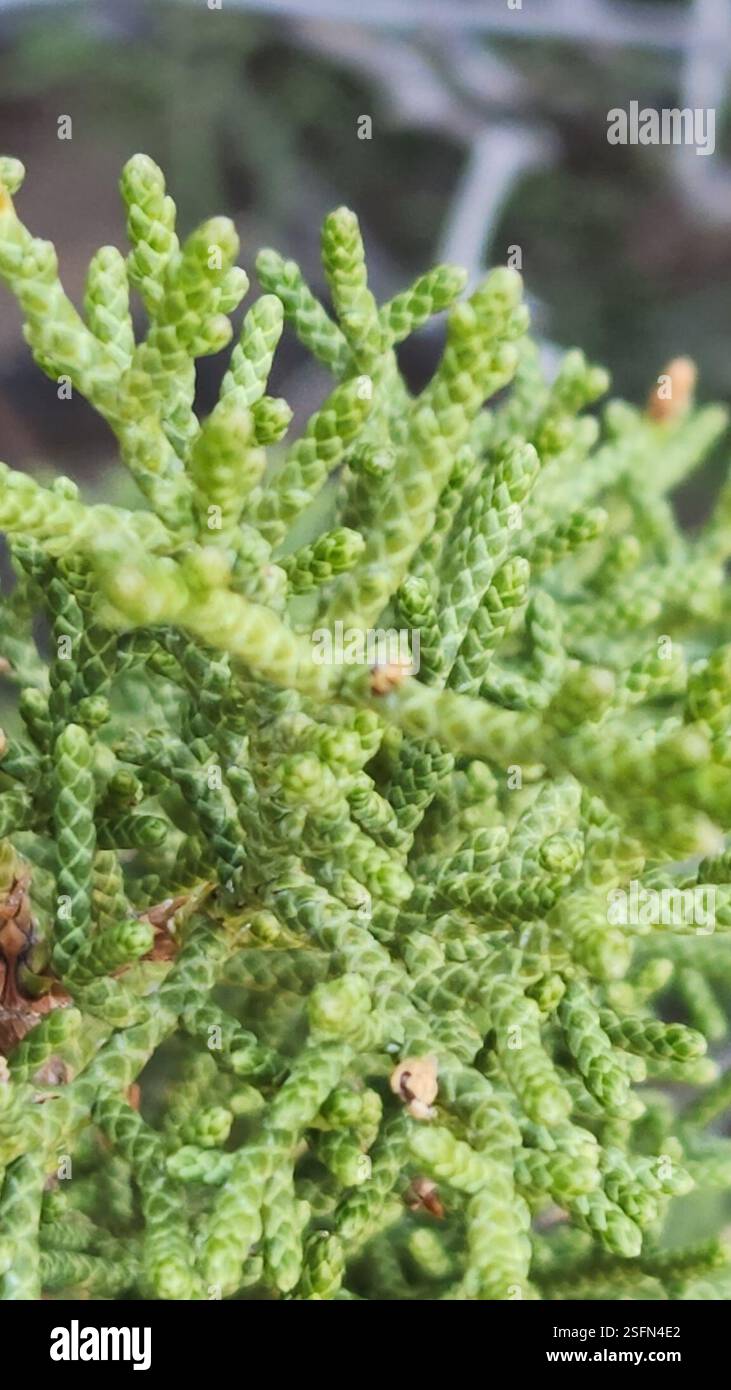 Juniper Urn Gall Midge (Walshomyia juniperina), Insecta, Riverside ...